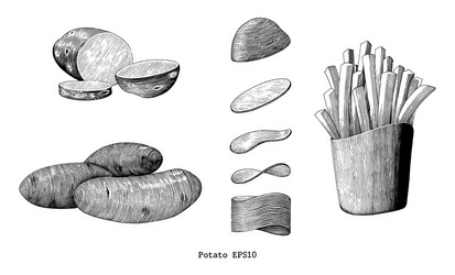 Potato drawing isolated hand drawn engraved style Vector Image
