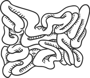 Sketch human intestine tracts digestion colon Vector Image