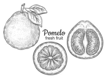 Orange Slice Line Art Vector Images (over 2,200)