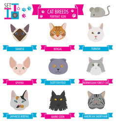 Cat breeds icon set flat style Royalty Free Vector Image