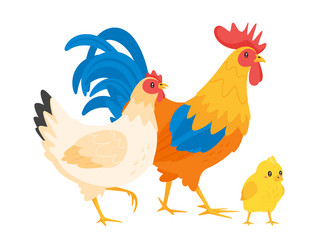 Chicken family Royalty Free Vector Image - VectorStock