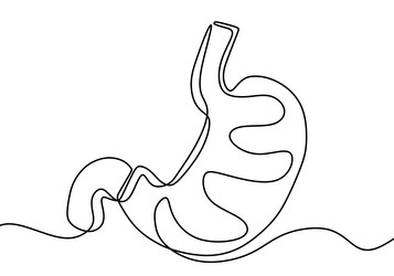 One single line art anatomical human stomach Vector Image