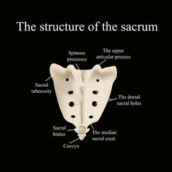 Structure of the aitch bone Royalty Free Vector Image
