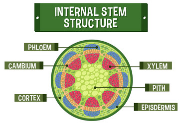 Internal Stem Structure Vector Images (over 240)