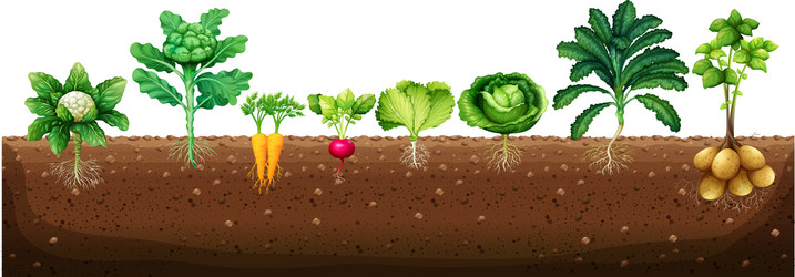 Many vegetables growing on the farm Royalty Free Vector