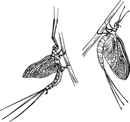 Fly fishing icons Royalty Free Vector Image - VectorStock