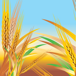 Wheat Grass Vector Images (over 4,400)