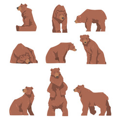 Front view sitting brown bear large wild Vector Image