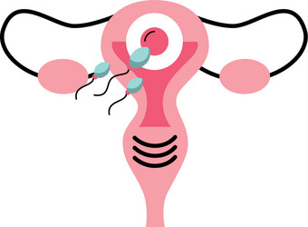 Female Reproductive System Vector Images (over 3,800)