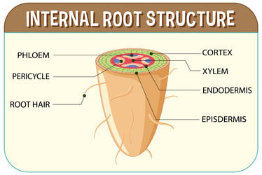 Internal structure of leaf diagram Royalty Free Vector Image