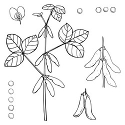 Soybean Soya Drawing Vector Images (over 250)