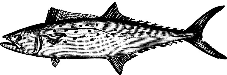 Atlantic Mackerel Vector Images (over 460)