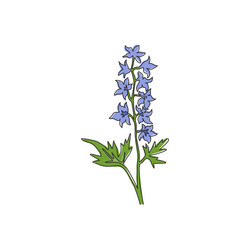 Larkspur Flower Vector Images (over 140)