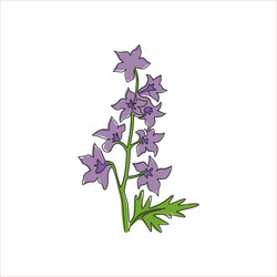 Larkspur Flower Vector Images (over 140)