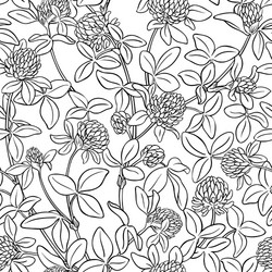 Flower of clover Royalty Free Vector Image - VectorStock