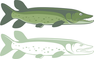 Angry pike cartoon Royalty Free Vector Image - VectorStock