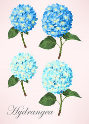 Hydrangea realistic set Royalty Free Vector Image