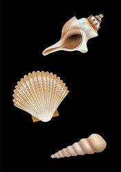 Seashells Vector Images (over 33,000)