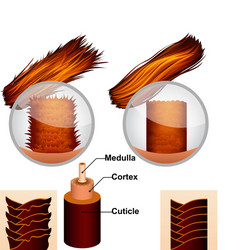 Detailed hair structure anatomy of medulla cortex Vector Image