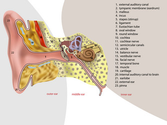 Ear anatomy isolated Royalty Free Vector Image
