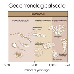 Geochronological scale Royalty Free Vector Image