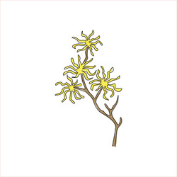 Witch Hazel Vector Images (over 110)