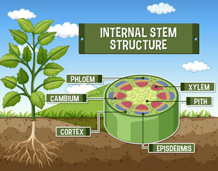 Internal Stem Structure Vector Images (over 240)