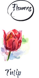 Watercolor hand drawn colorful tulip Royalty Free Vector