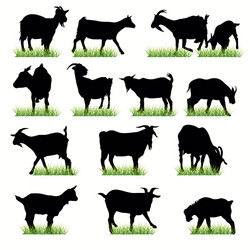 Farm Goats Vector Images (over 16,000)