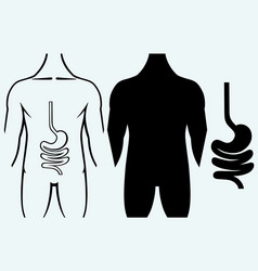 Digestive System Organs Vector Images (over 12,000)