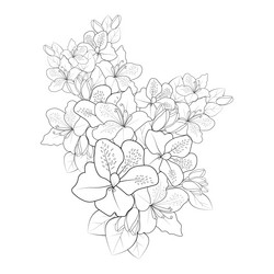 Hand drawn beautiful evergreen azalea rani Vector Image