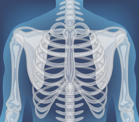 X-ray of human body with internal organs Vector Image