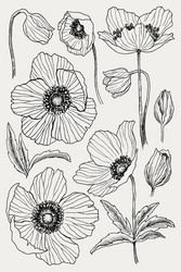 Anemone flower drawing bouquet isolated Royalty Free Vector