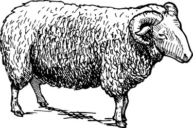 White Ram Vector Images (over 16,000)