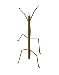 Stick insect cartoon character Royalty Free Vector Image