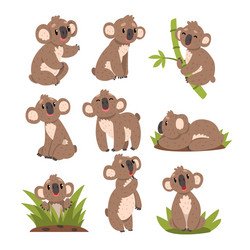 Koala bear as australian animal on eucalyptus Vector Image