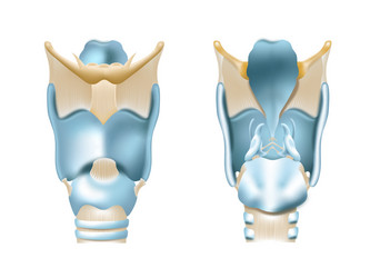 Larynx Vector Images (over 1,600)
