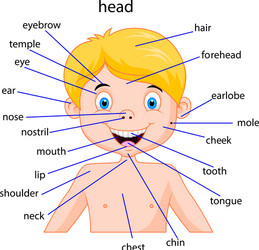 Chin Body Part