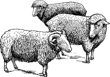 Flock of Sheep Vector Images (over 1,300)