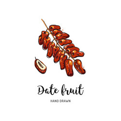 Sketch drawing dates fruits in clay bowl healthy Vector Image
