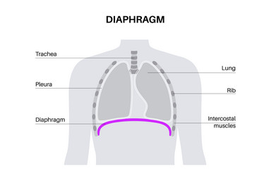 Diaphragm anatomical poster Royalty Free Vector Image