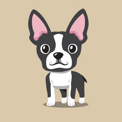 Cartoon a boston terrier dog Royalty Free Vector Image