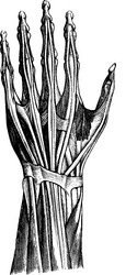 Tendons Vector Images (over 2,300)