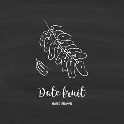 Date fruit drawing dried dates watercolor Vector Image