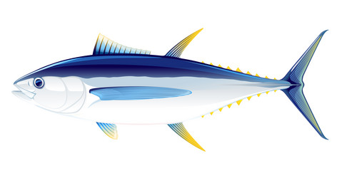 Tuna Vector Images (over 28,000)