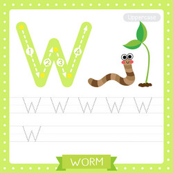 Letter w uppercase and lowercase tracing practice Vector Image