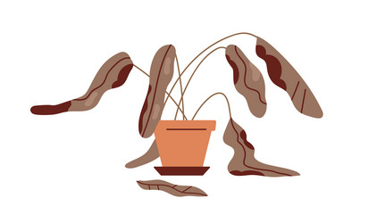 Withered wilted plant in pot foliage houseplant Vector Image