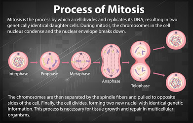 Process of mitosis metaphase with explanations Vector Image