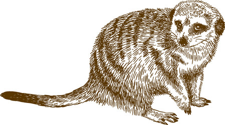 Meerkat Vector Images (over 1,400)