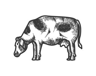 Cow Side View Vector Images (over 880)
